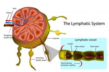 Lymph Nodes - What they are and why are so important?