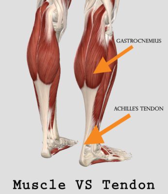 Muscle VS Tendon - Melbourne Massage and Treatment What they are, and ...